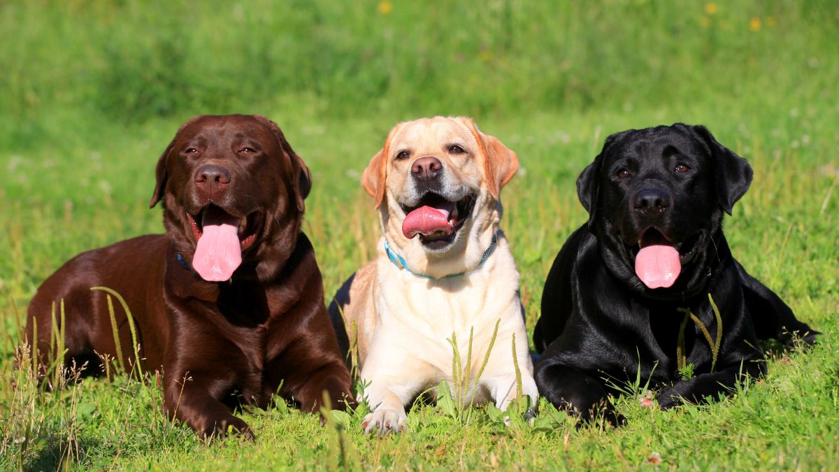 15 Easy Ways to Make Your Home Safe and Comfortable for Pets | Sassy ...