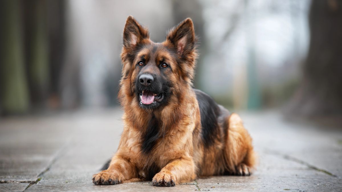 15 Brave Dog Breeds Known for Helping in Emergencies | Sassy Sister Stuff
