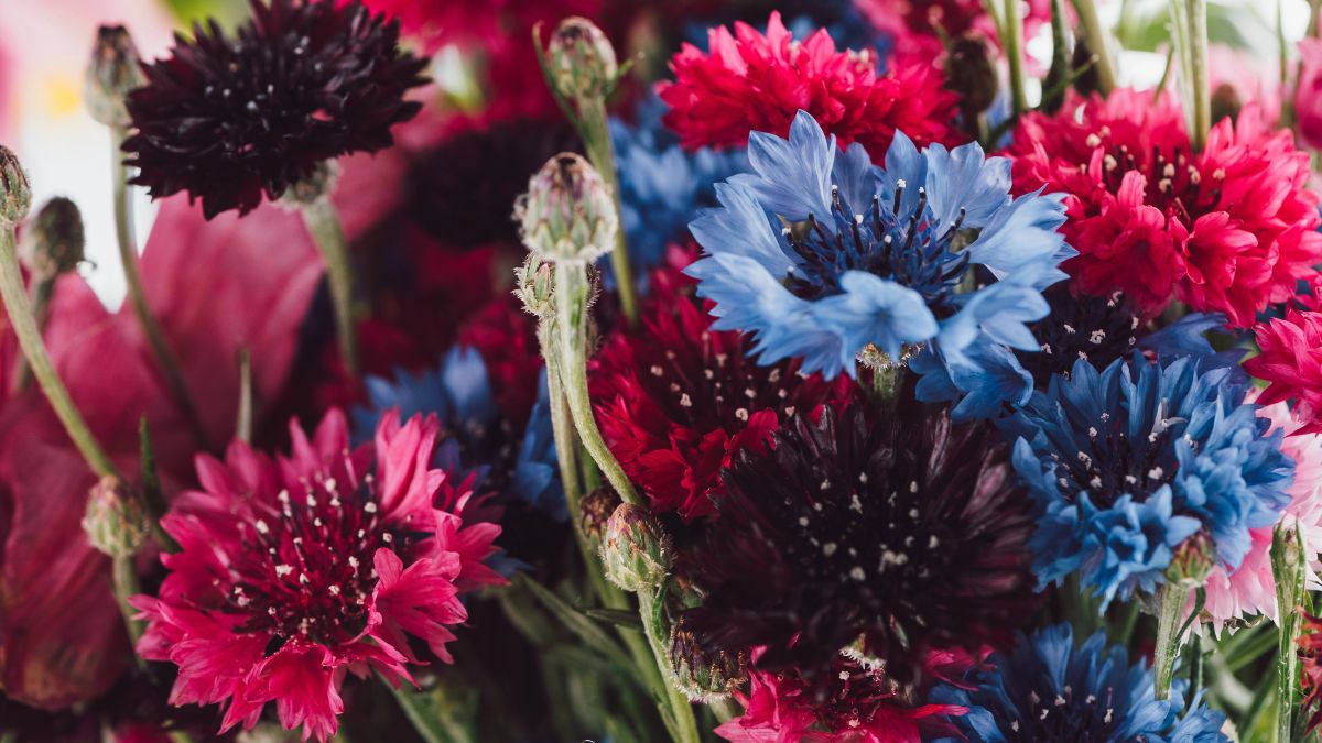 15 Gorgeous Flowers That Won’t Break the Bank—Brighten Your Garden on a ...